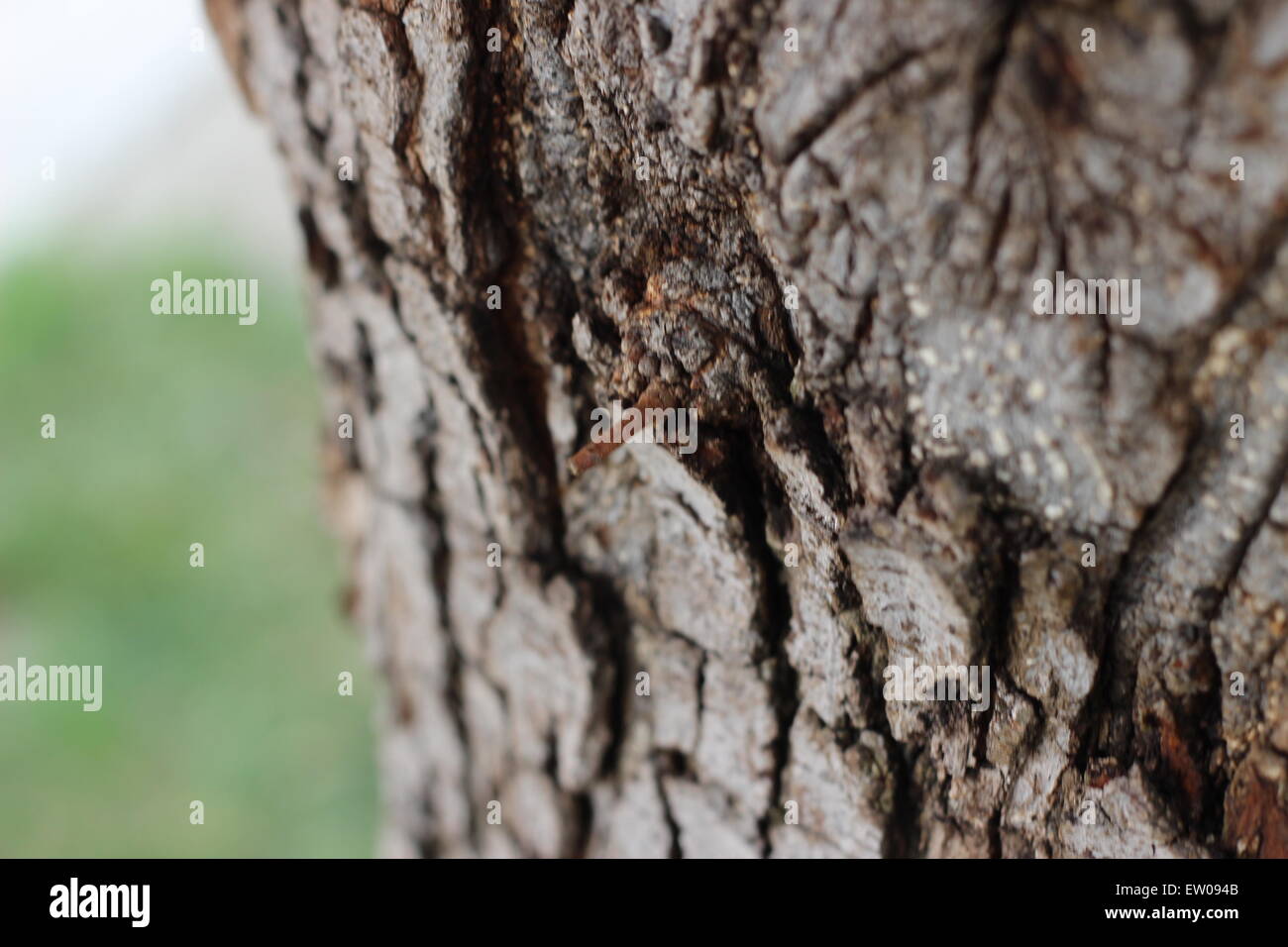 Tree bark branch hi-res stock photography and images - Alamy