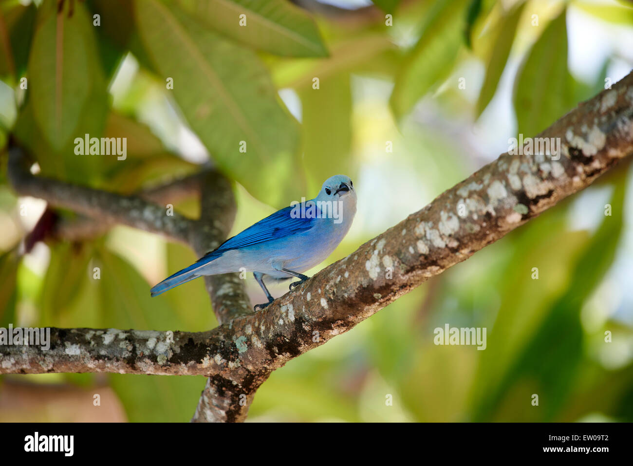 Blue Tanager Stock Photos & Blue Tanager Stock Images - Alamy