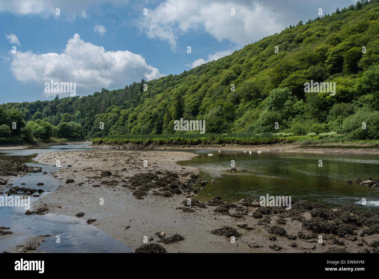 River Tavy at low tide, forest in background Stock Photo - Alamy