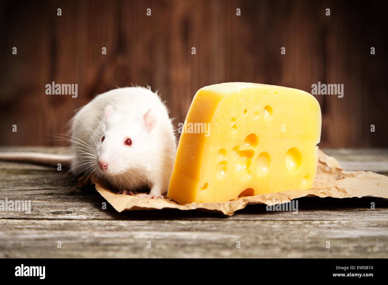 Cartoon Rat With Cheese High Resolution Stock Photography and Images ...