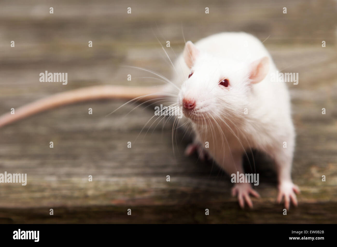 Rat nose hi-res stock photography and images - Alamy