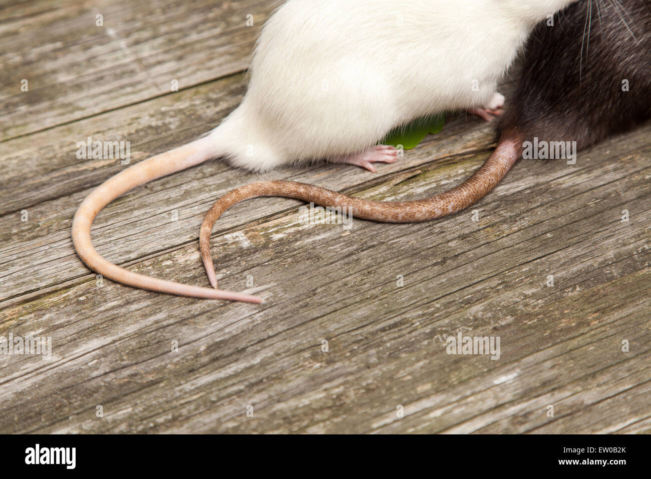 Tails of rats on a wooden table Stock Photo - Alamy