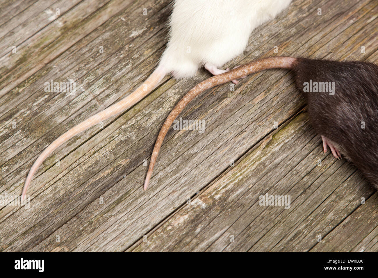 Animal tails hi-res stock photography and images - Alamy