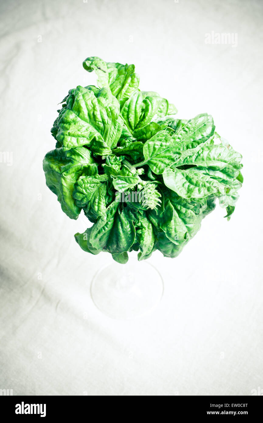 Top view fresh basil hi-res stock photography and images - Alamy