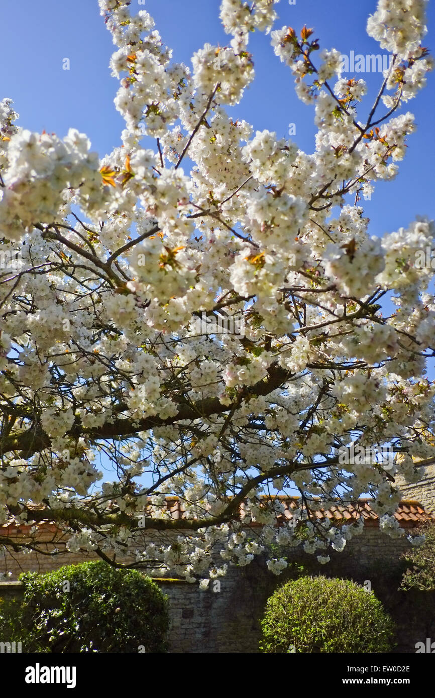 Prunus tree hi-res stock photography and images - Alamy