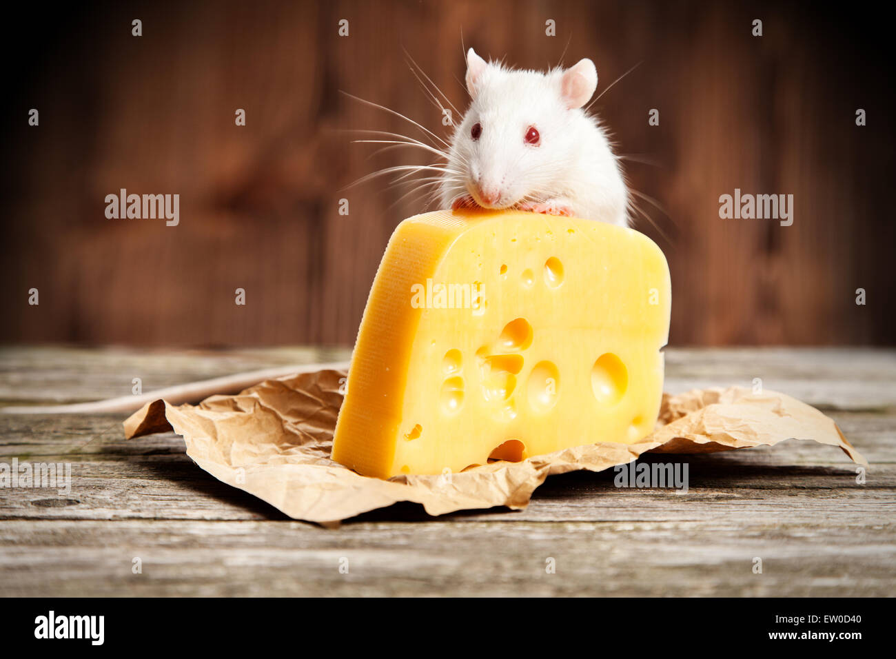 Very large rat hi-res stock photography and images - Alamy