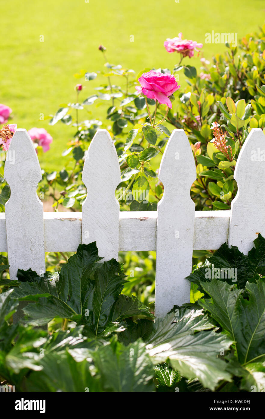 white picket fence and pink roses Stock Photo - Alamy