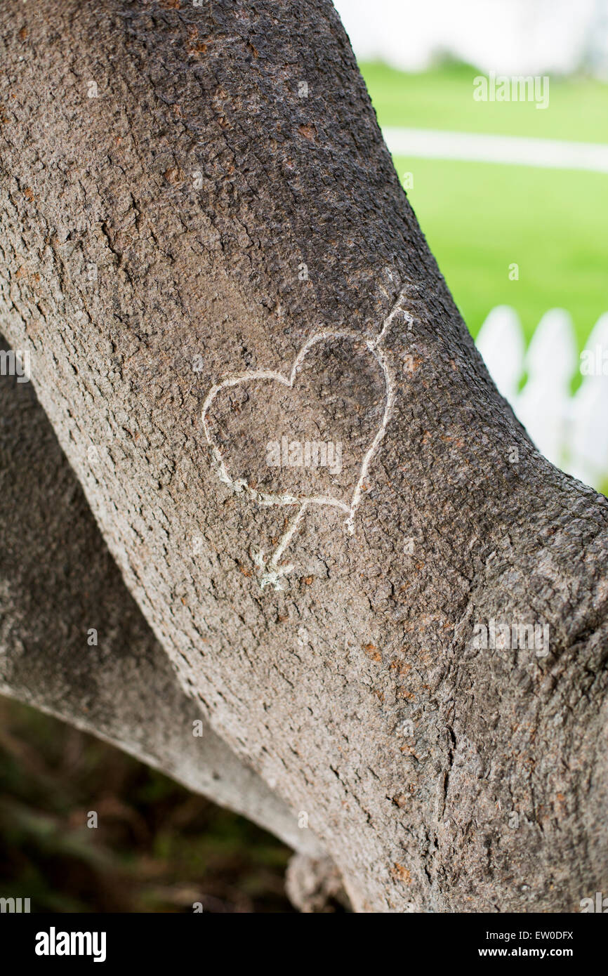 heart carved into a tree trunk Stock Photo - Alamy