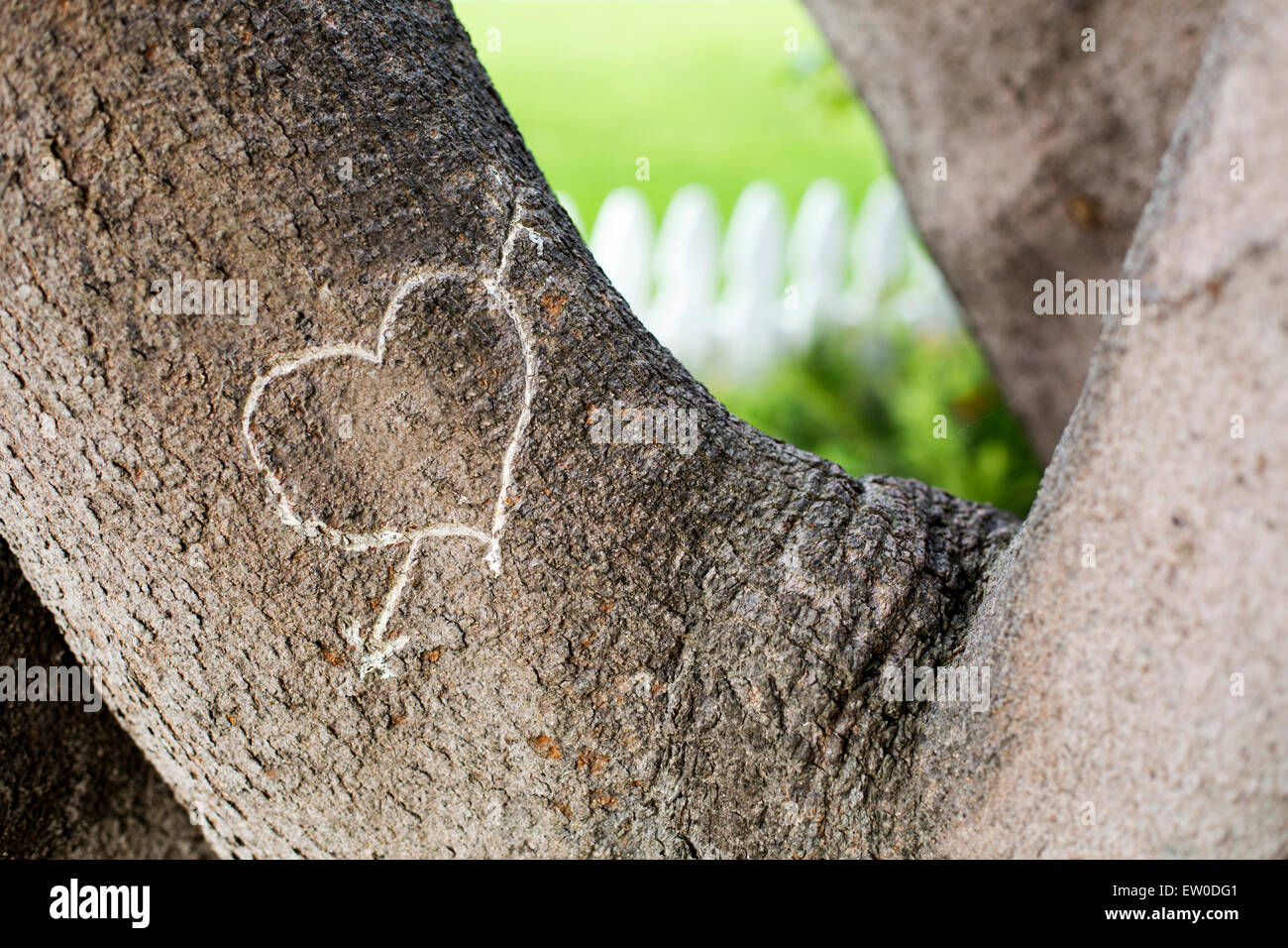 heart carved into a tree trunk Stock Photo - Alamy