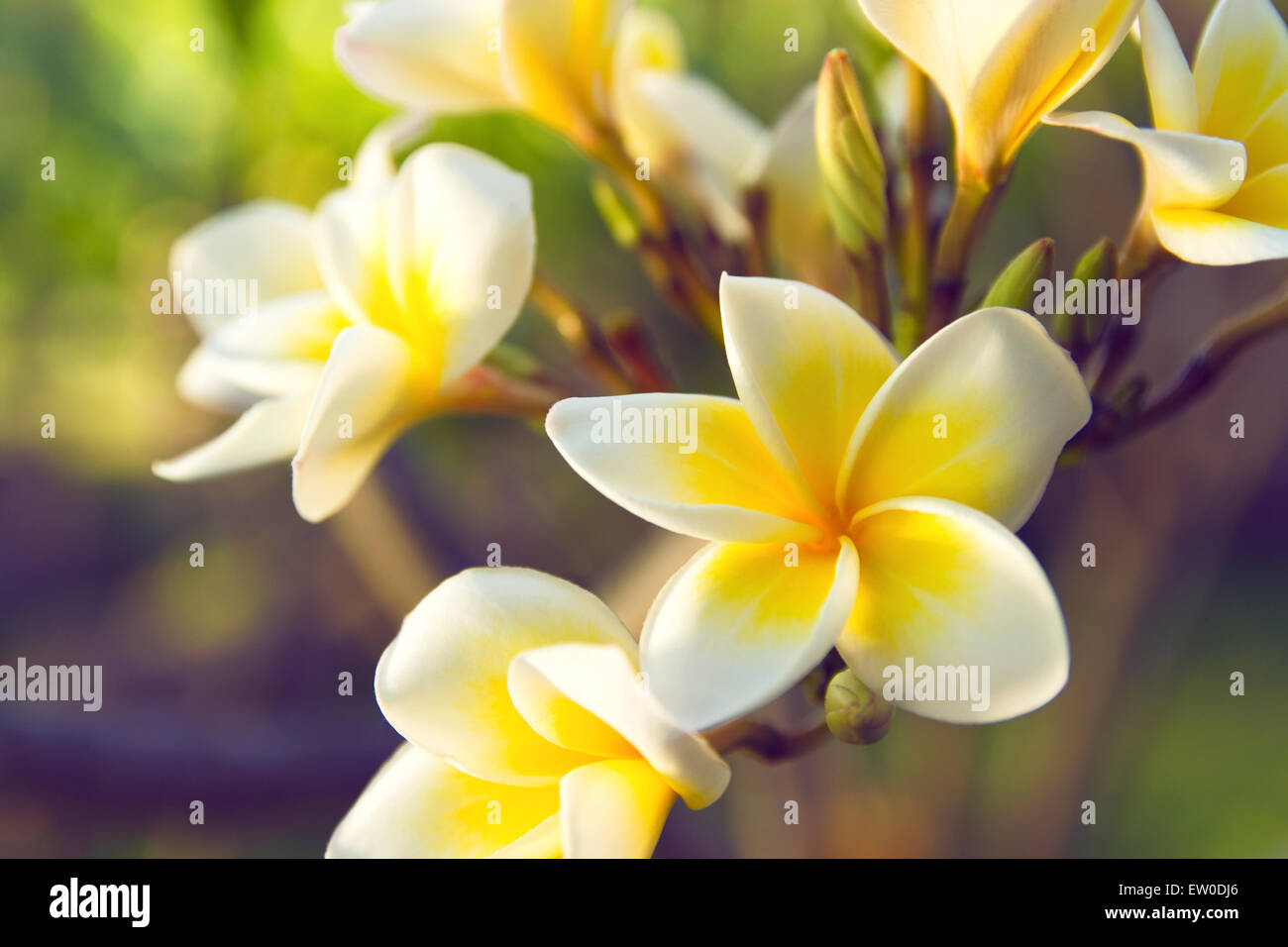 Bali flowers plumeria flowers bali hi-res stock photography and images ...