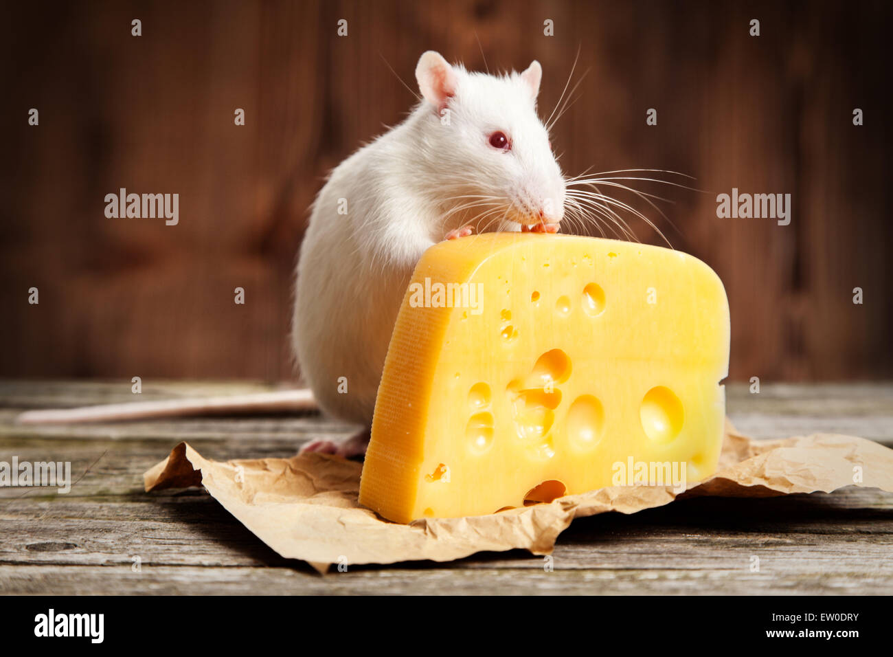 Domestic mouse piece cheese hi-res stock photography and images - Alamy