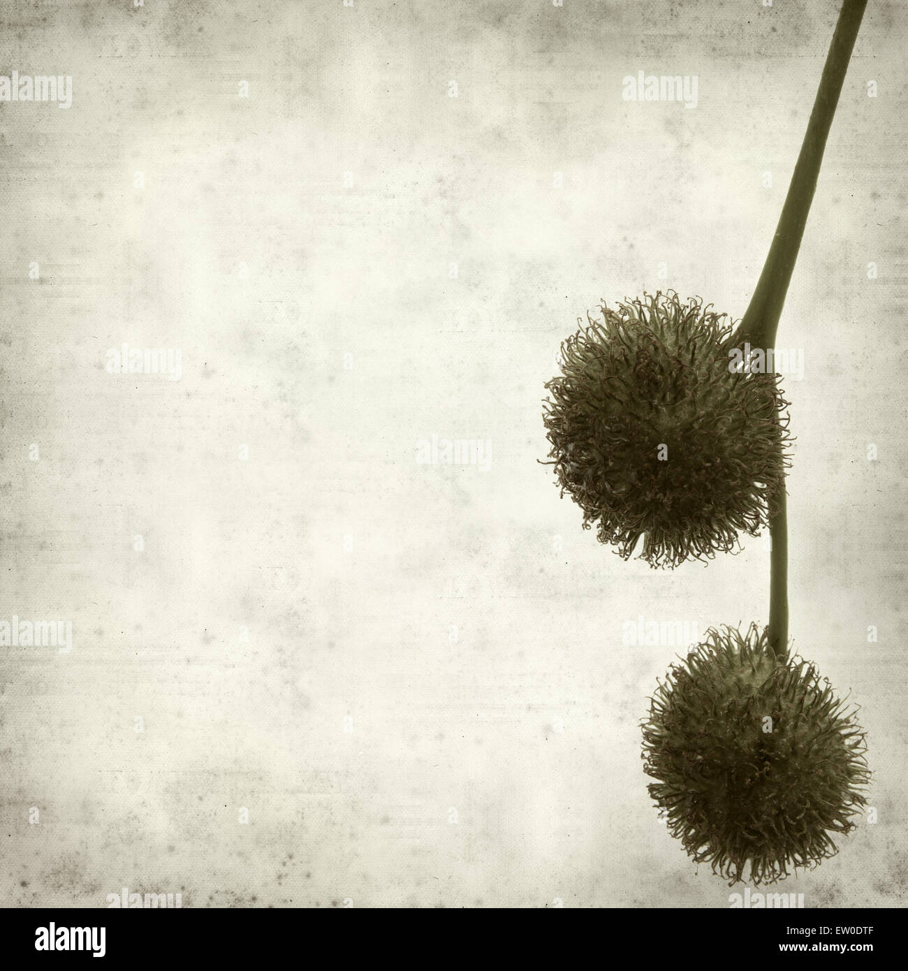 Plane tree platanus seed ball hi-res stock photography and images - Alamy