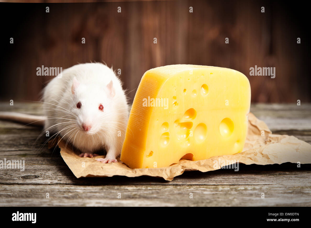 Very large rat hi-res stock photography and images - Alamy