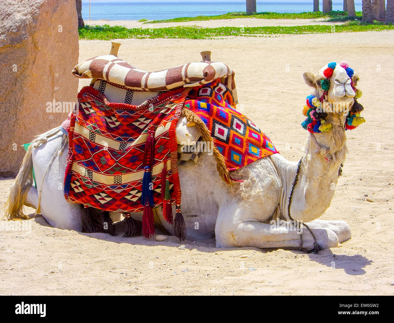 Camel lying beach hi-res stock photography and images - Alamy