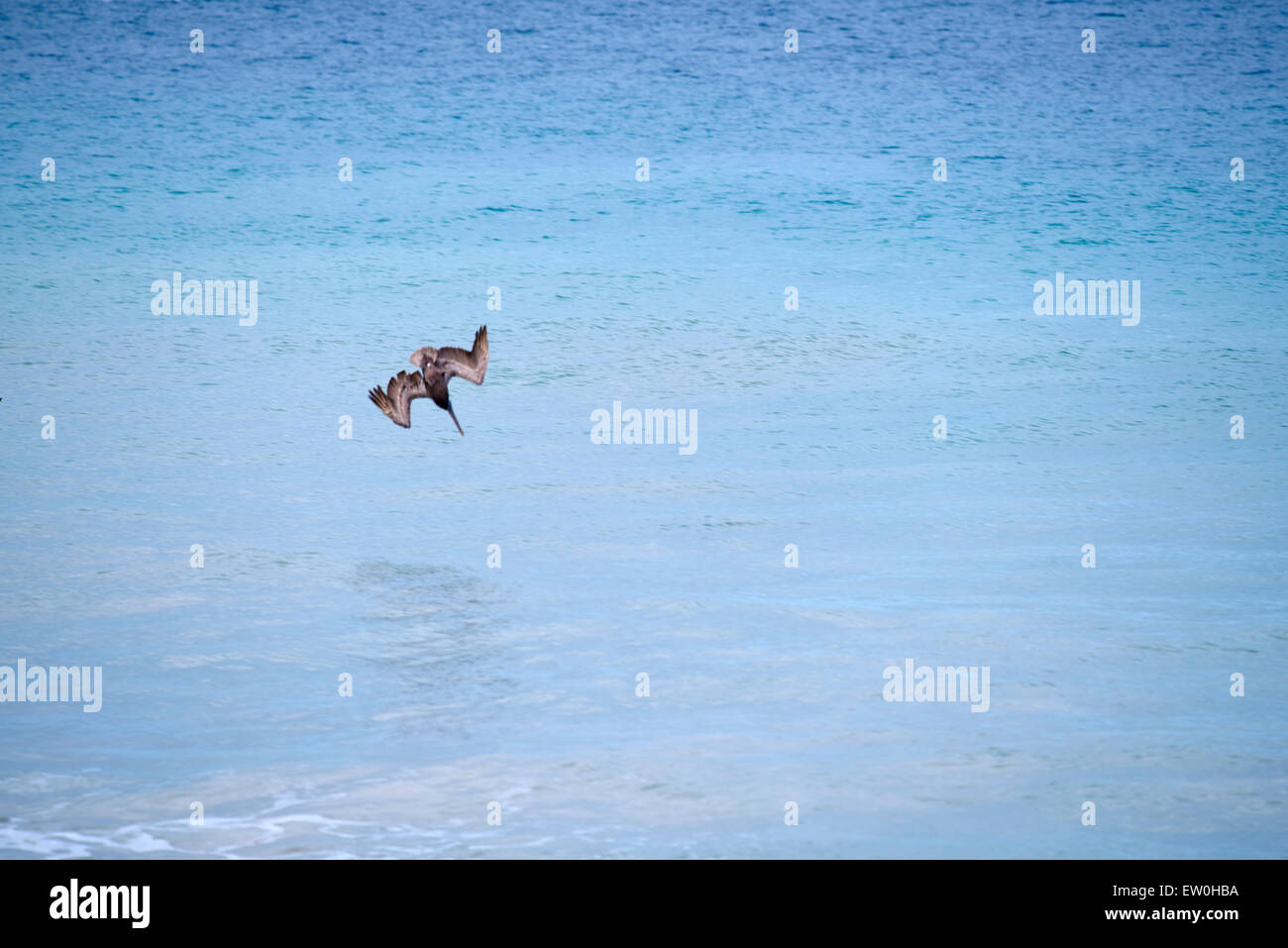 Pelican diving hi-res stock photography and images - Alamy