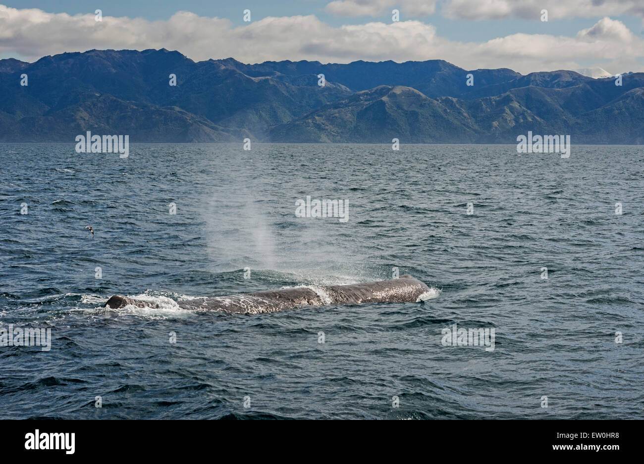 Sperm Whale Blowing High Resolution Stock Photography and Images - Alamy