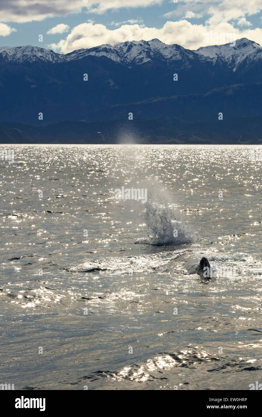 Sperm Whale Blowing High Resolution Stock Photography and Images - Alamy