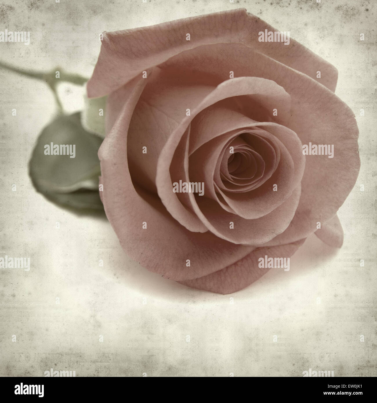 textured old paper background with pale pink rose Stock Photo - Alamy