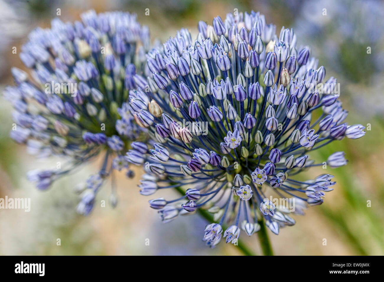 Allium caesium hi-res stock photography and images - Alamy