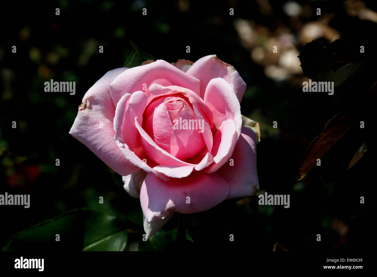 Light pink hybrid tea rose hi-res stock photography and images - Alamy