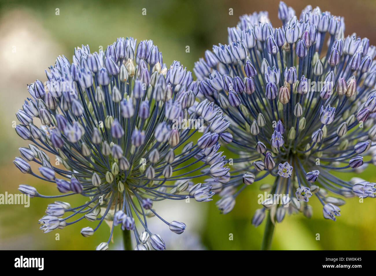 Allium caesium hi-res stock photography and images - Alamy