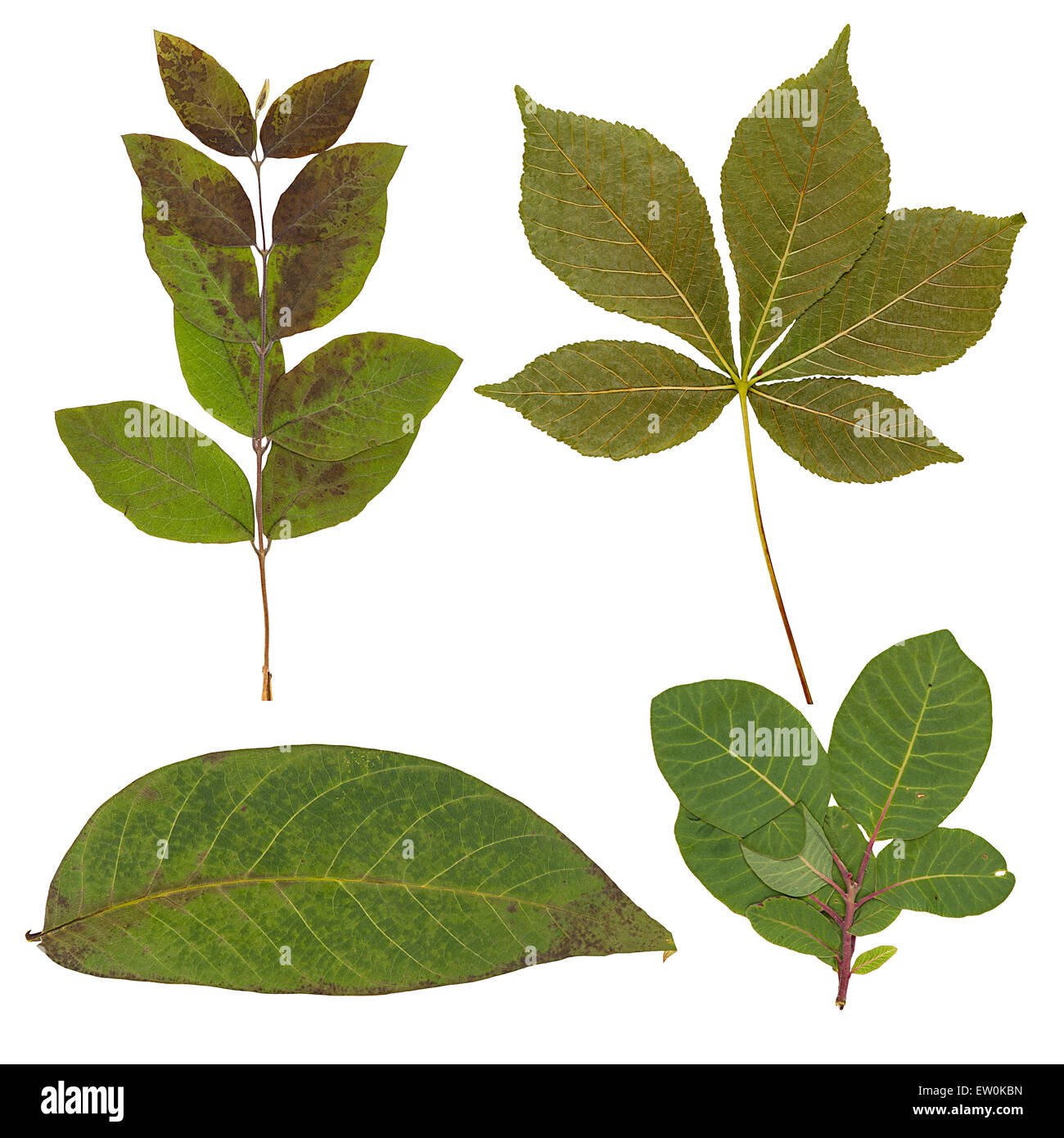 Set of wild dry pressed leaves, isolated Stock Photo - Alamy