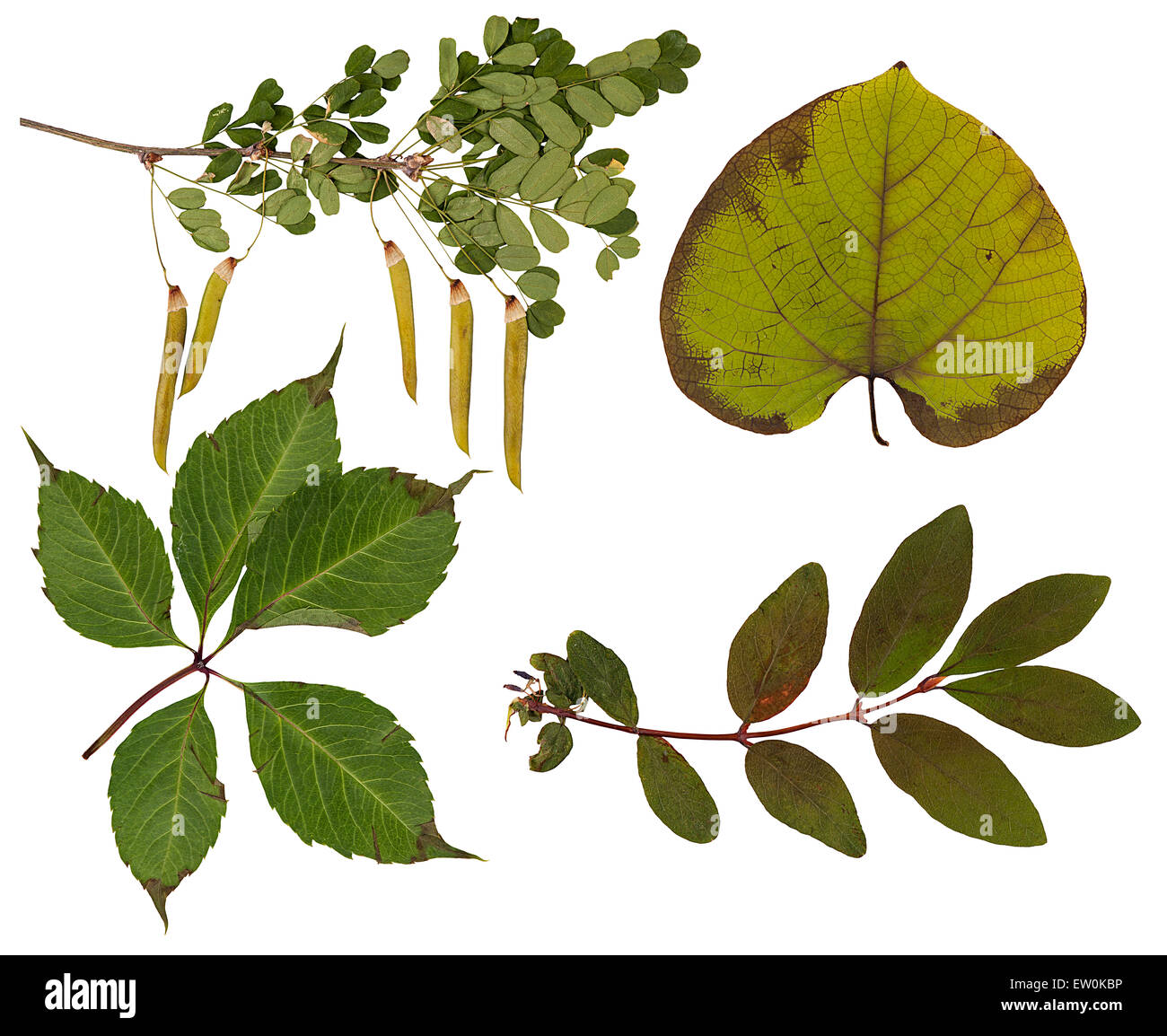 Set of wild dry pressed leaves, isolated Stock Photo - Alamy