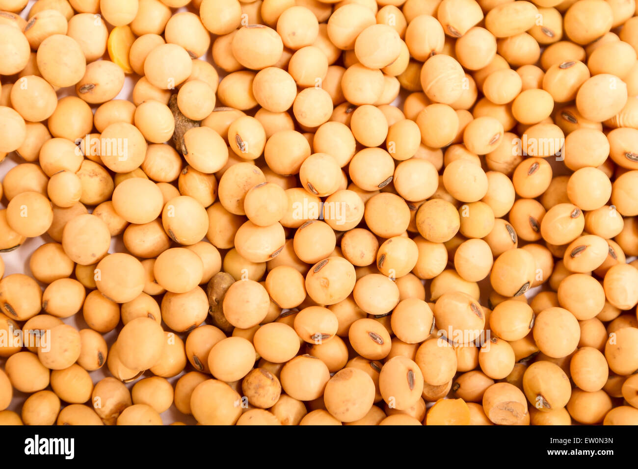 Lots of soybean background Stock Photo - Alamy
