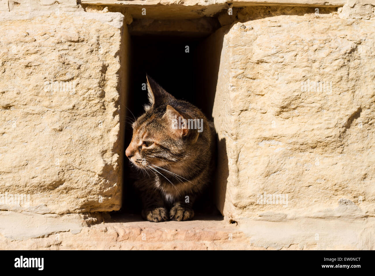 A cat resting in a hole in the wall Stock Photo - Alamy