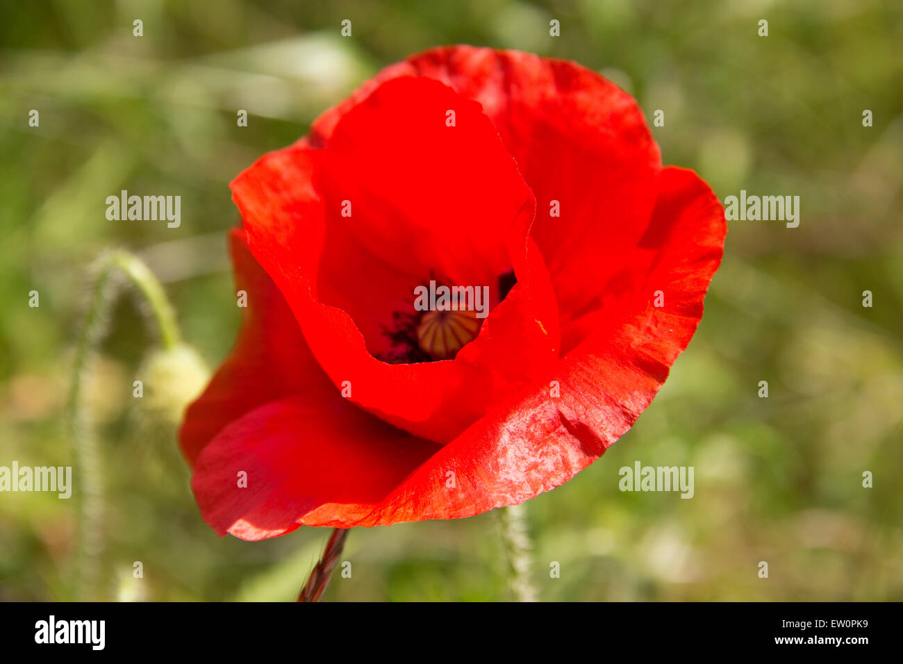 Close up poppy head Stock Photo - Alamy