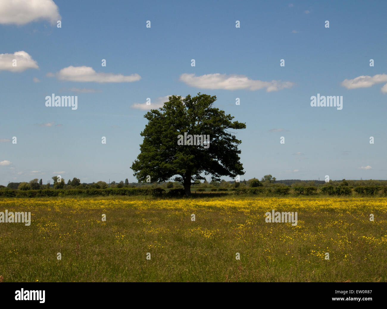 lone tree in field Stock Photo - Alamy