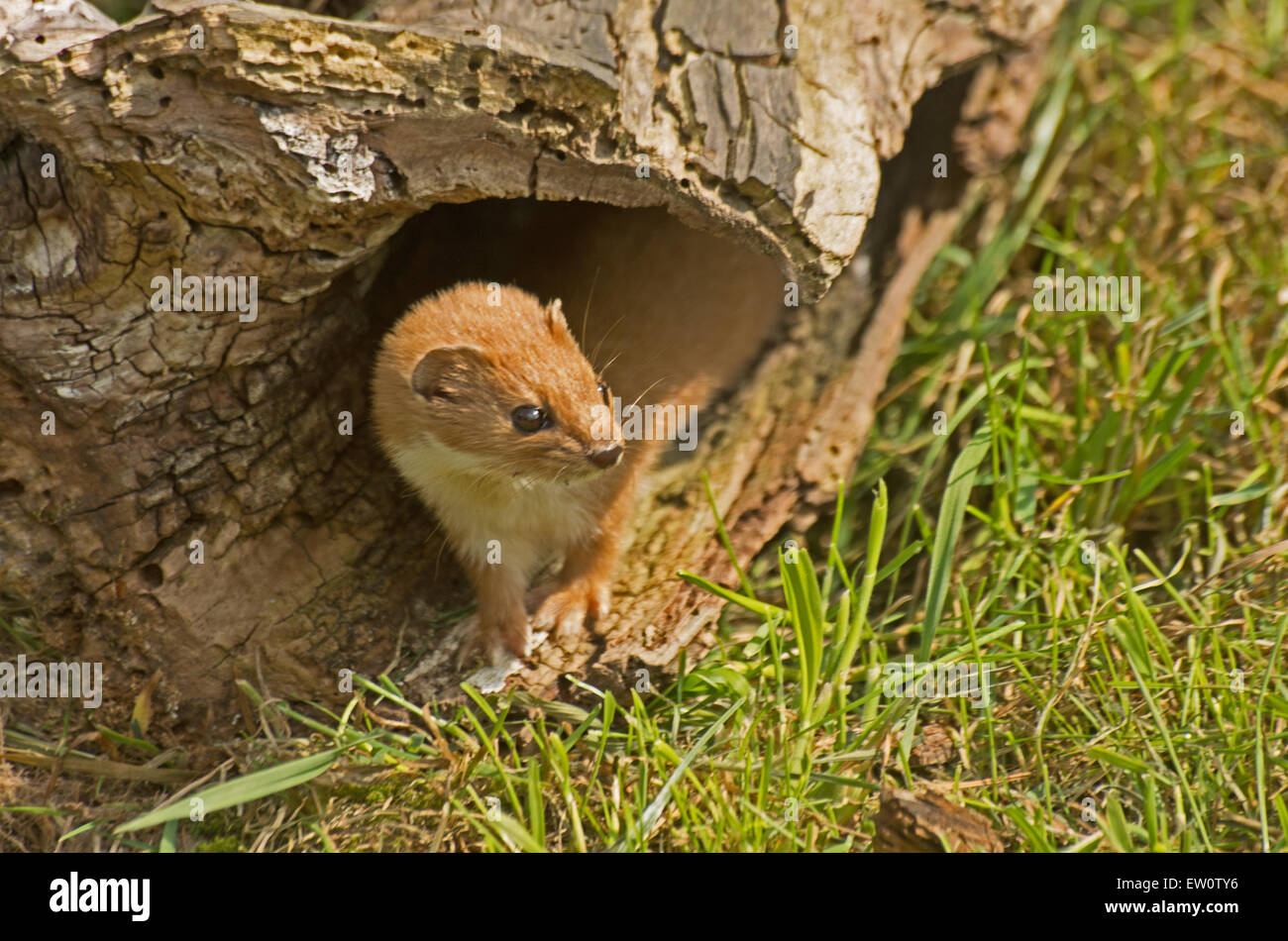 Weasel Mustala Nivalis Surrey England Stock Photo - Alamy