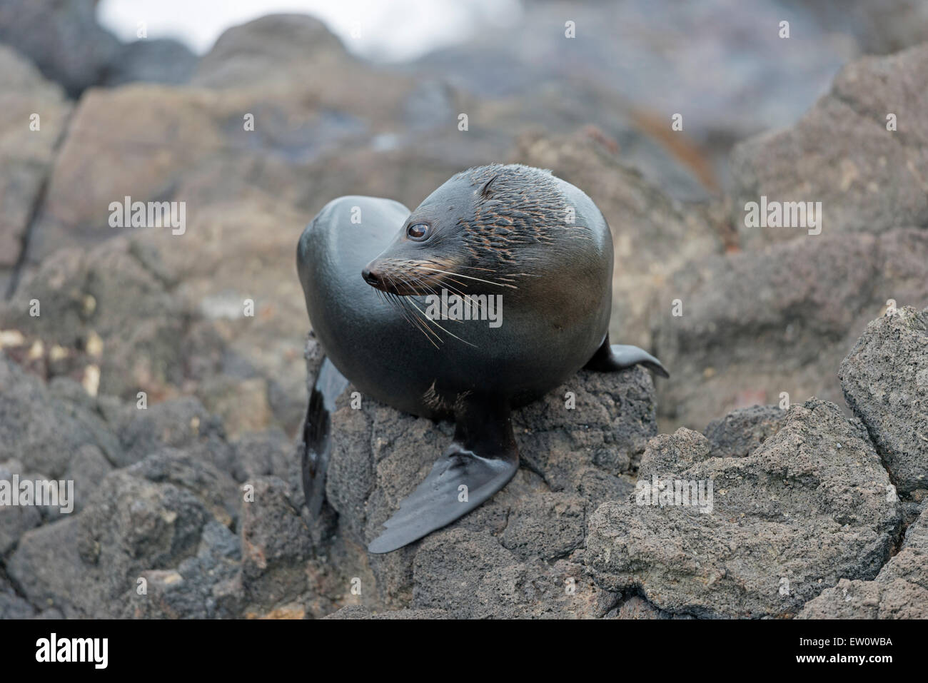 Southern fur seal (Arctocephalus forsteri) pup, Otago Peninsula ...