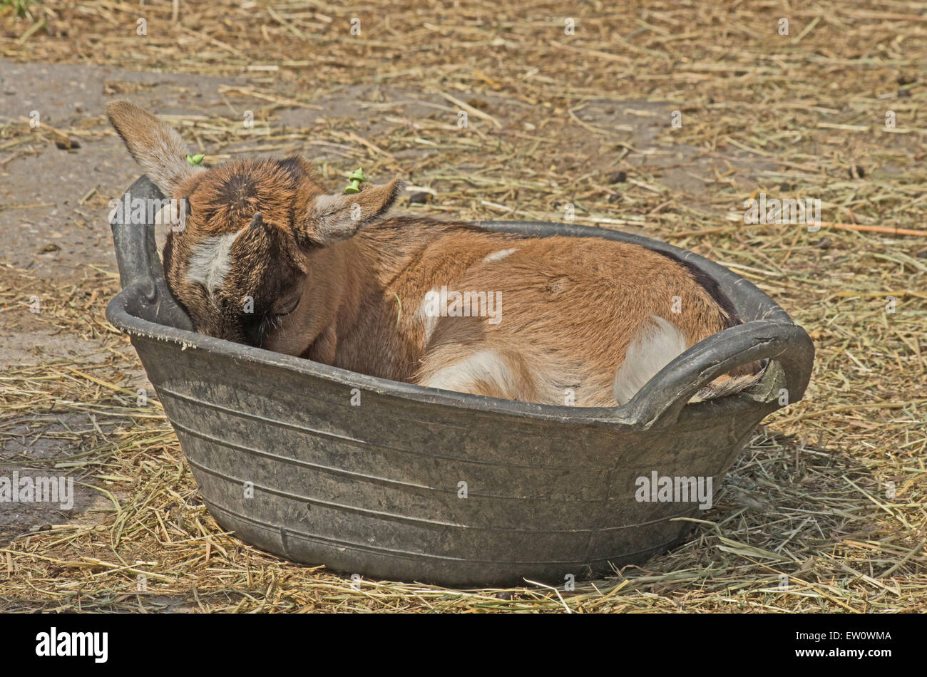 Pygmy Goat in Basket Stock Photo - Alamy