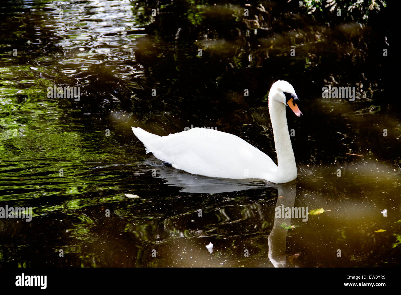 Wet swan hi-res stock photography and images - Alamy