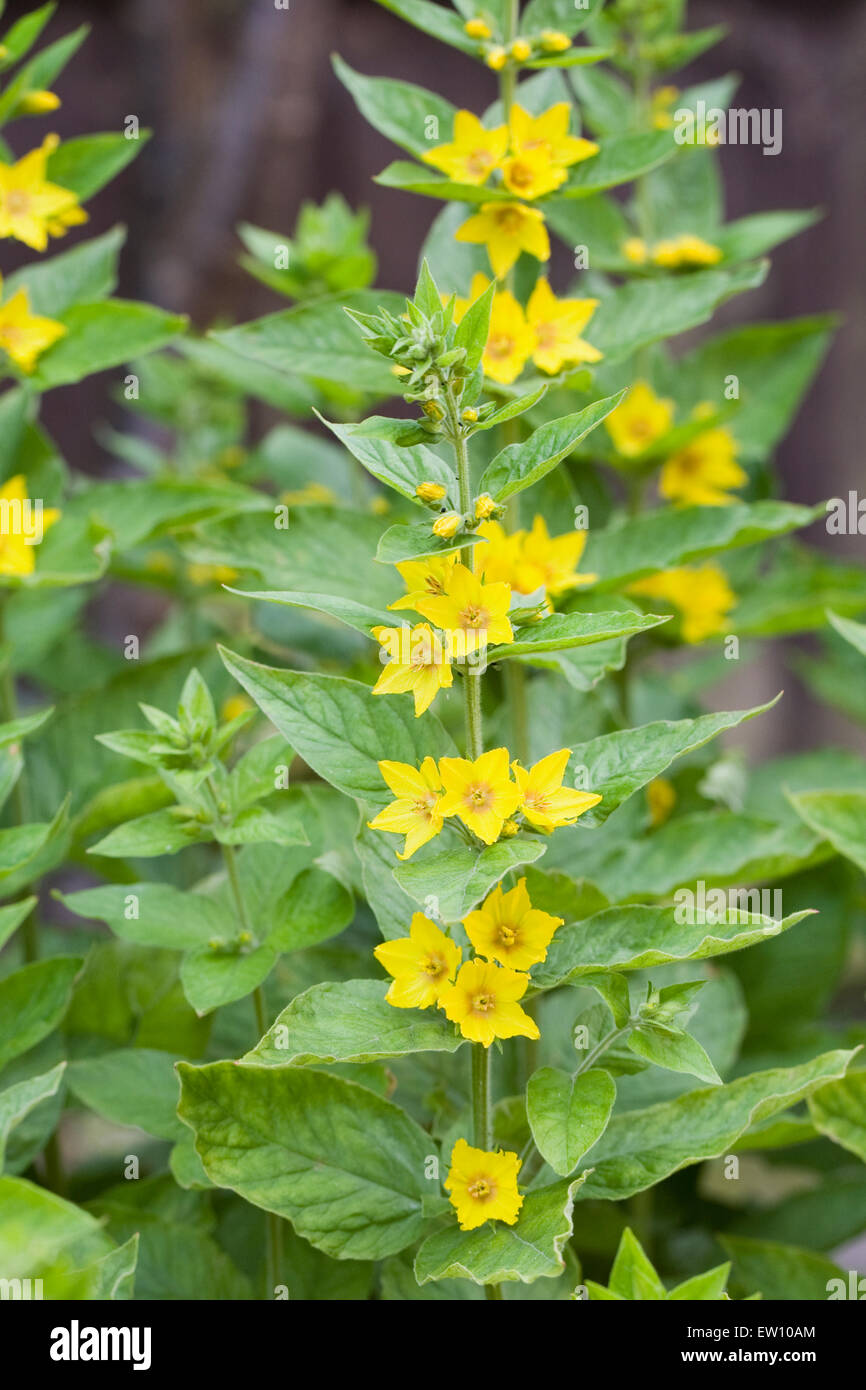 Lysimachia. Loosestrife flowers Stock Photo - Alamy