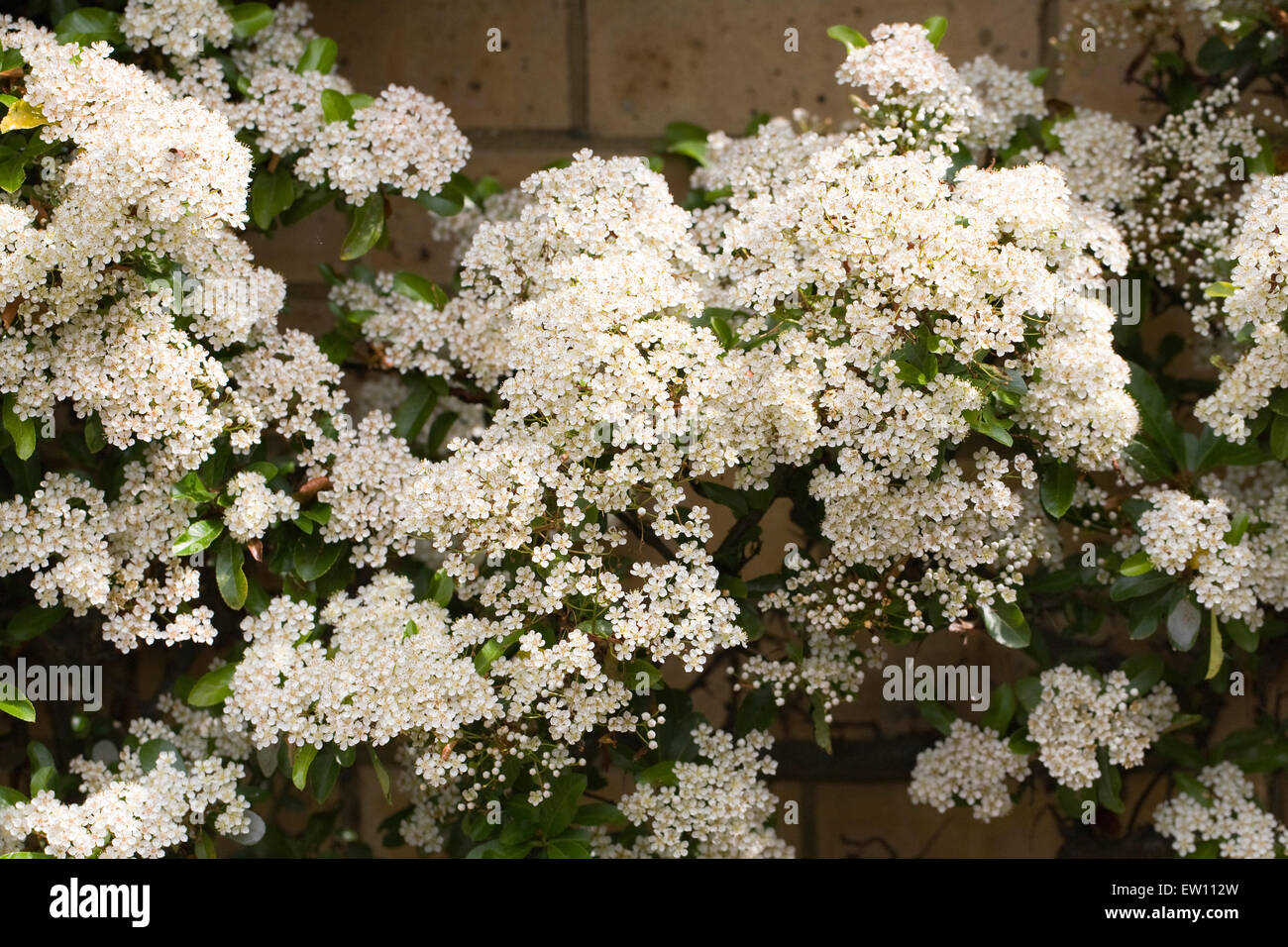 Pyracantha. Firethorn flowers trained against a brick wall Stock Photo ...