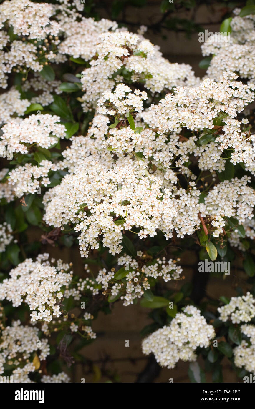 Pyracantha. Firethorn flowers trained against a brick wall Stock Photo ...