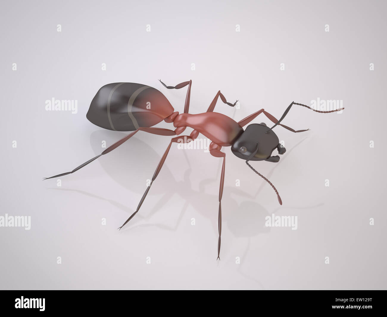 The Three-dimensional Ant on White Background. Is a Pest. High ...