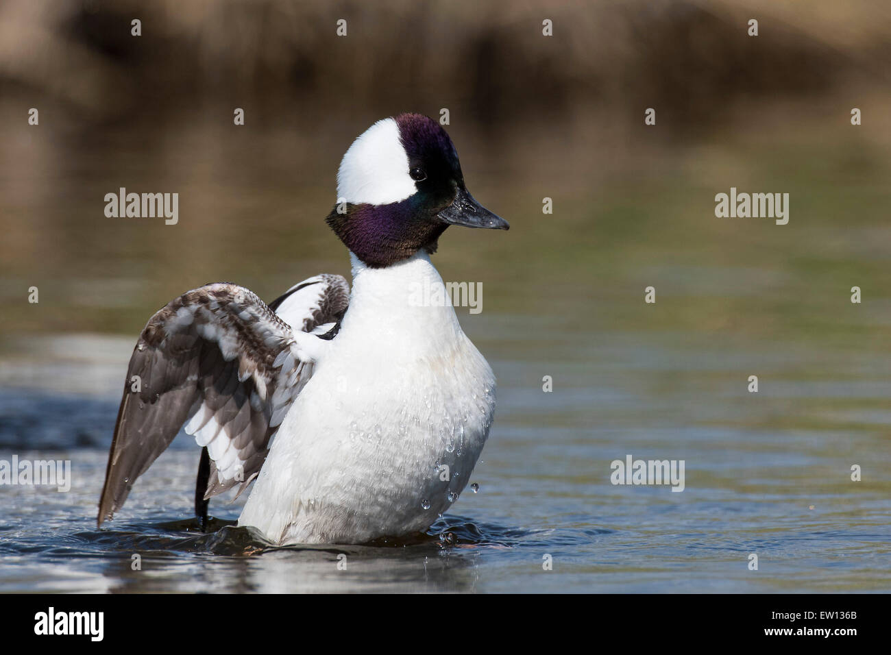 Drake bufflehead hi-res stock photography and images - Alamy