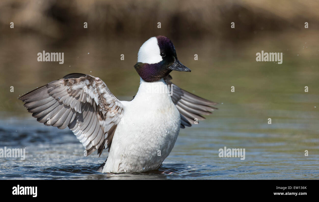 Male bufflehead duck hi-res stock photography and images - Alamy