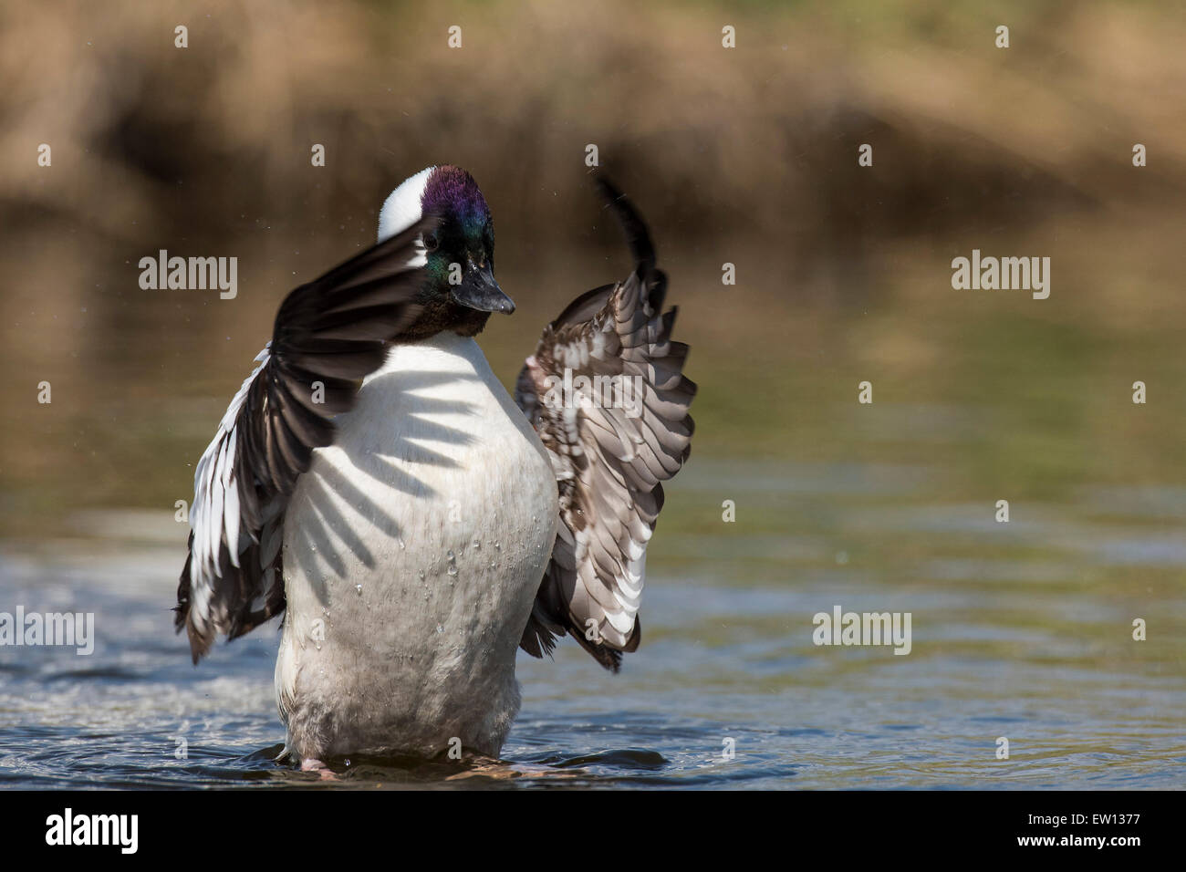 Drake bufflehead hi-res stock photography and images - Alamy