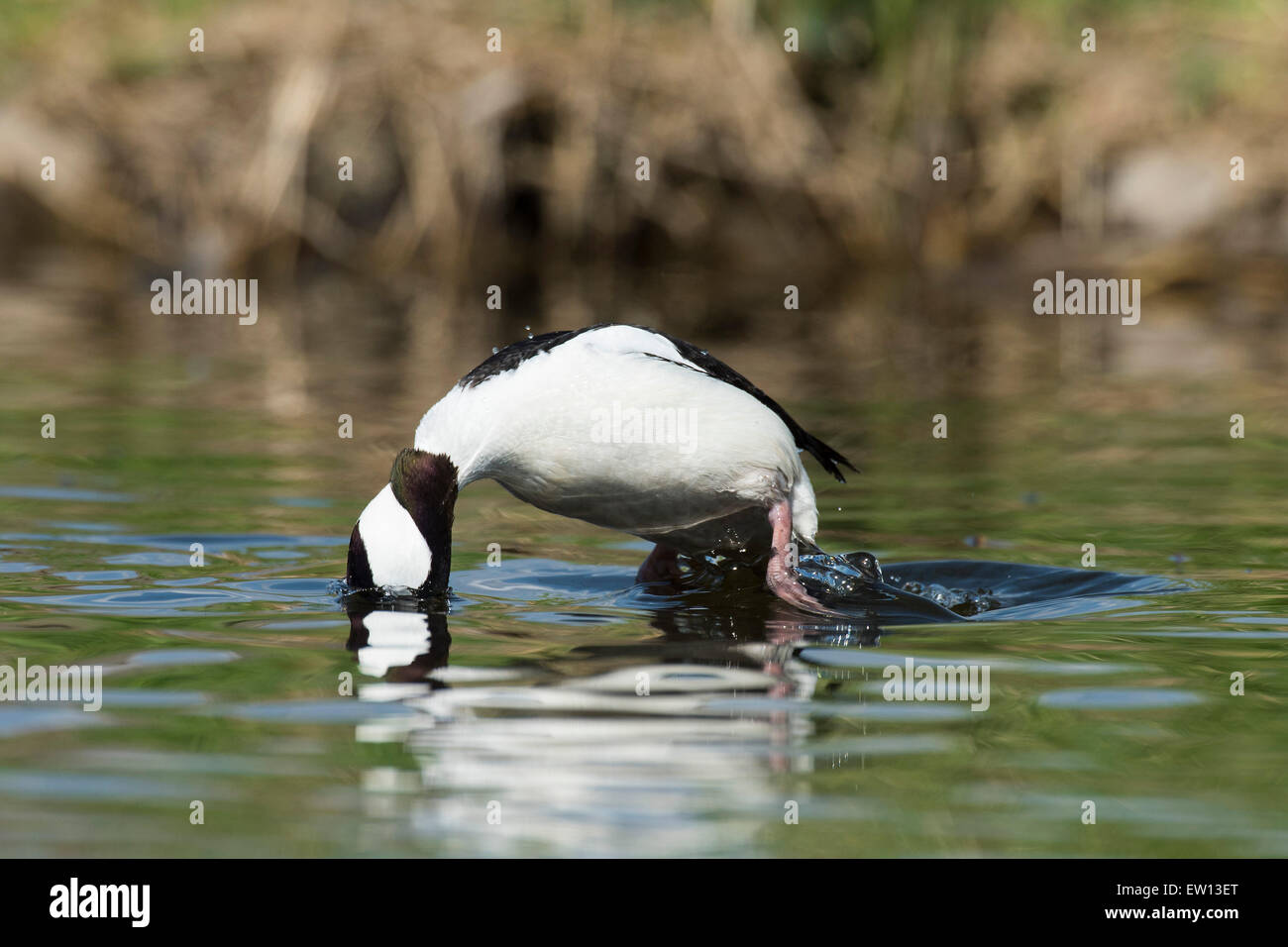 Male bufflehead duck hi-res stock photography and images - Alamy