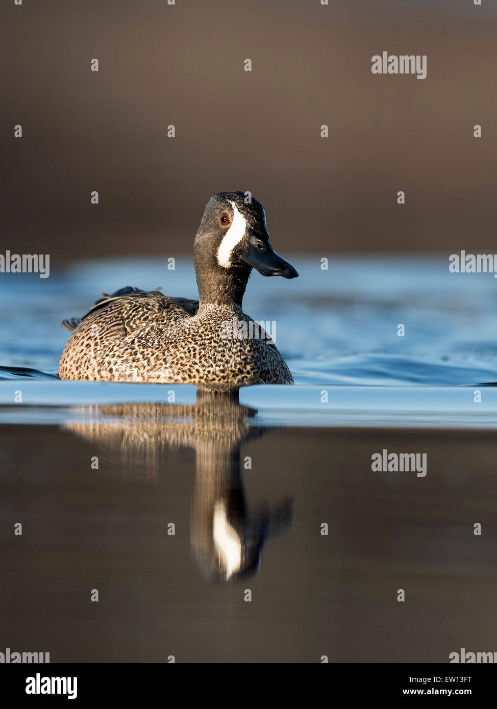 Blue wing hi-res stock photography and images - Alamy