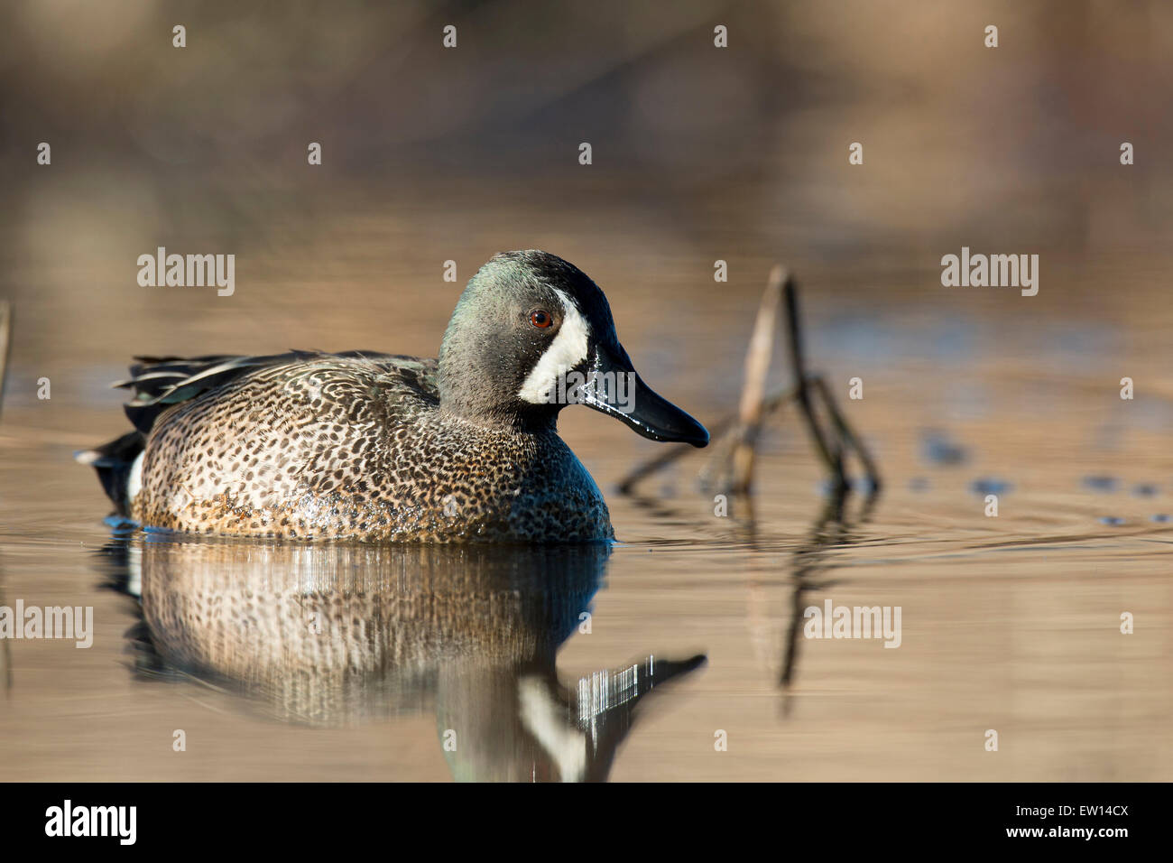 Blue wing hi-res stock photography and images - Alamy