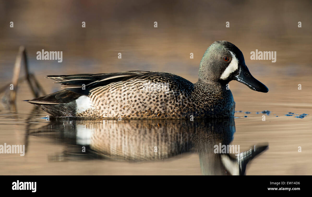 Blue Wing Teal in the spring in Minnesota Stock Photo - Alamy