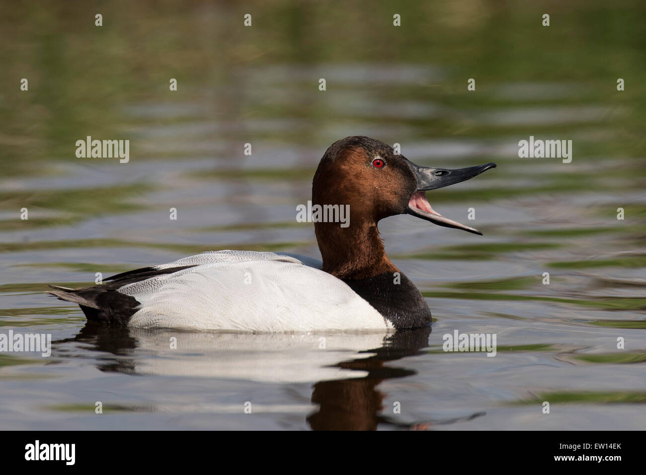 Drake Canvasback Duck Stock Photo - Alamy