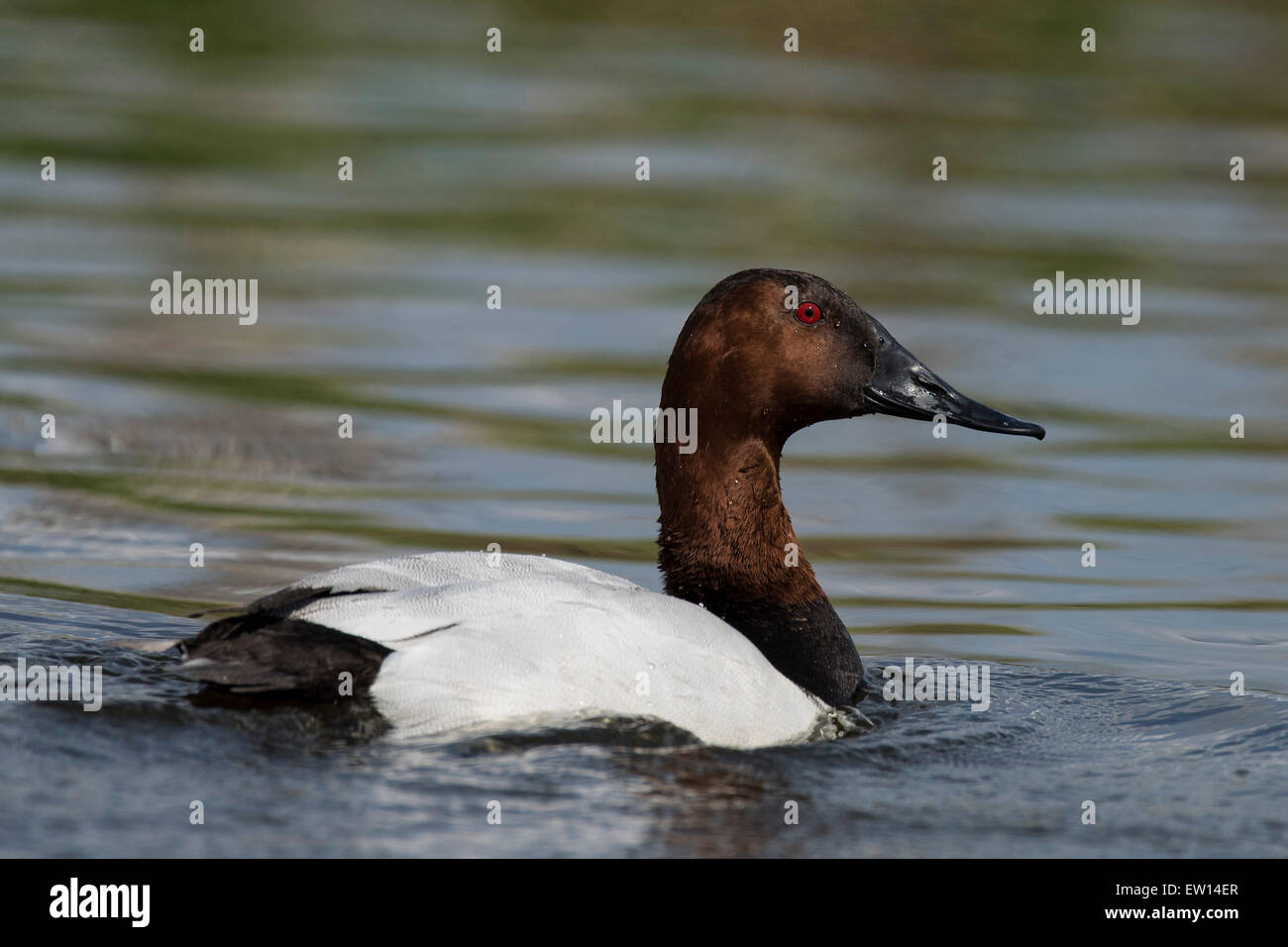 Drake Canvasback Duck Stock Photo - Alamy