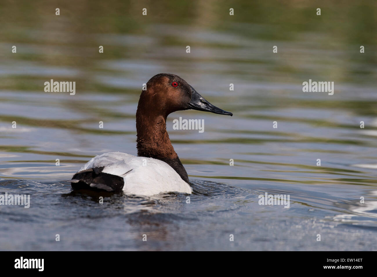 Drake Canvasback Duck Stock Photo - Alamy