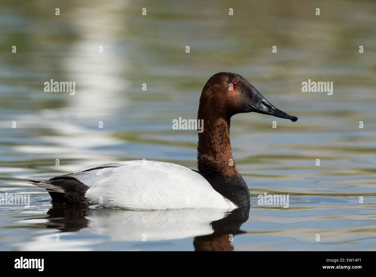 Drake Canvasback Duck Stock Photo - Alamy